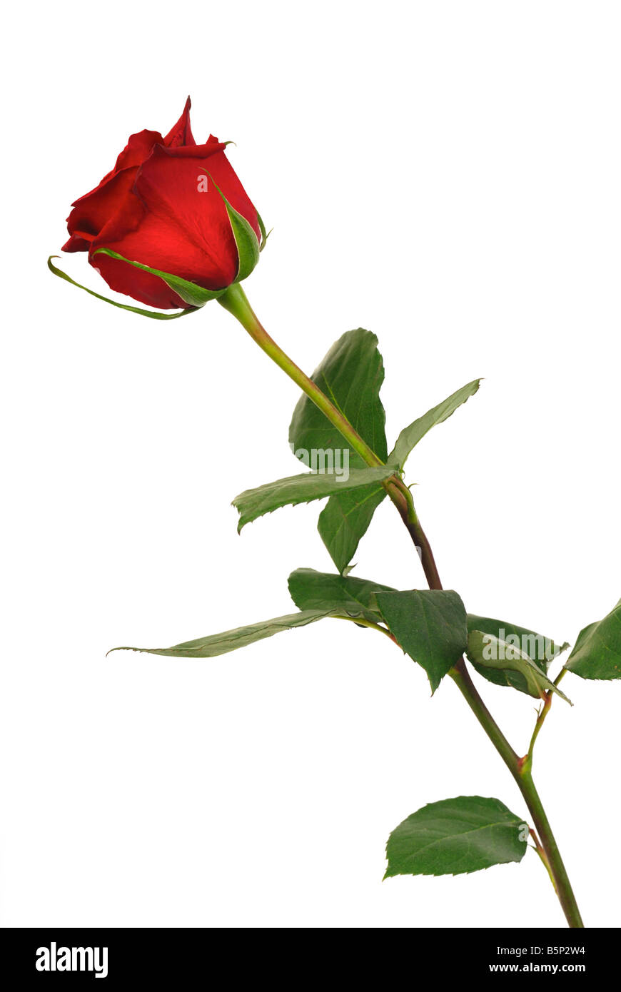 Single red rose on a white background Stock Photo - Alamy