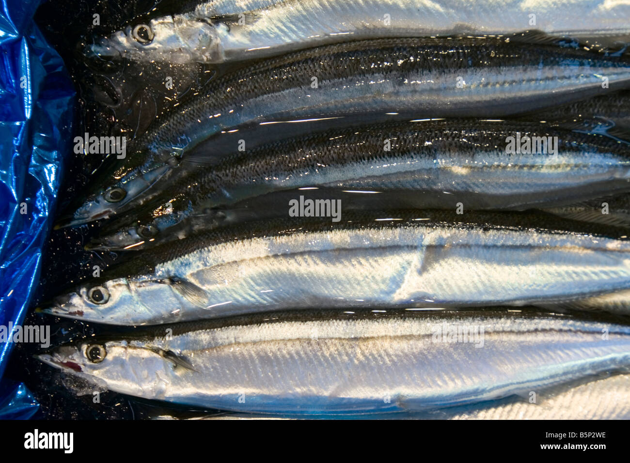 Pacific saury at Tsukiju fish market Tokyo Japan Stock Photo - Alamy