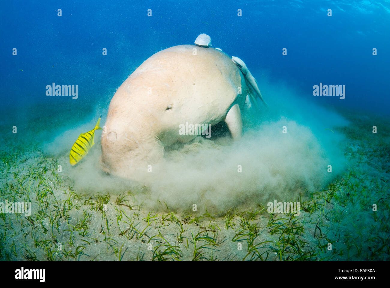 Dugong Sea Cow feeding on the shallow sea grass field Gnathanodon ...