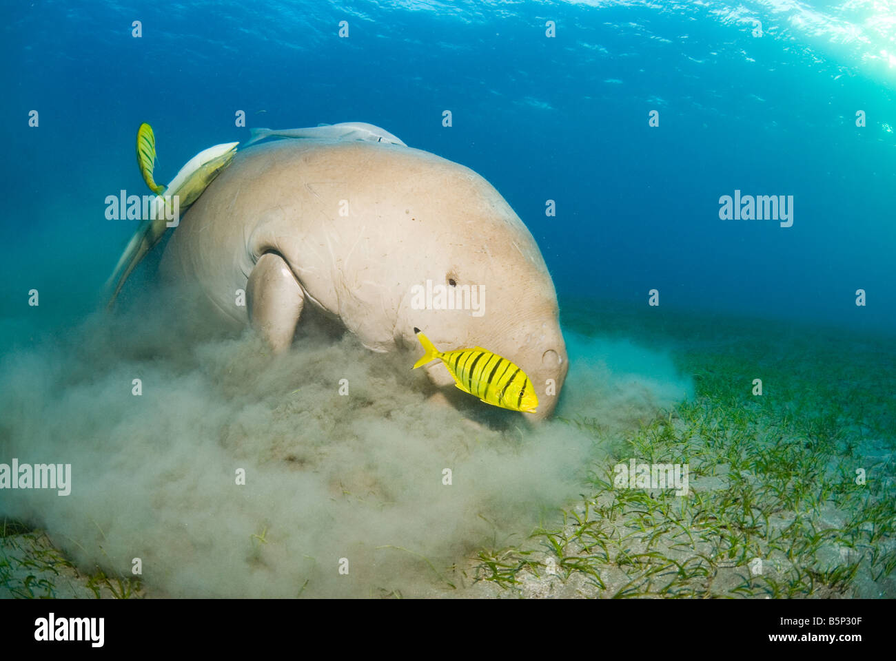 Dugong Sea Cow feeding on the shallow sea grass field Gnathanodon ...