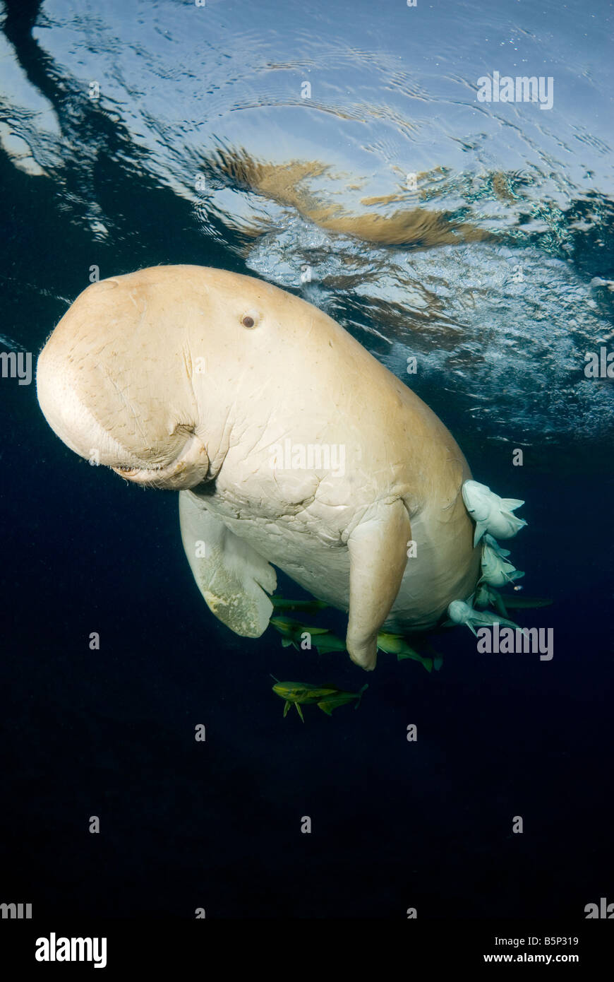 Sea cow hi-res stock photography and images - Alamy