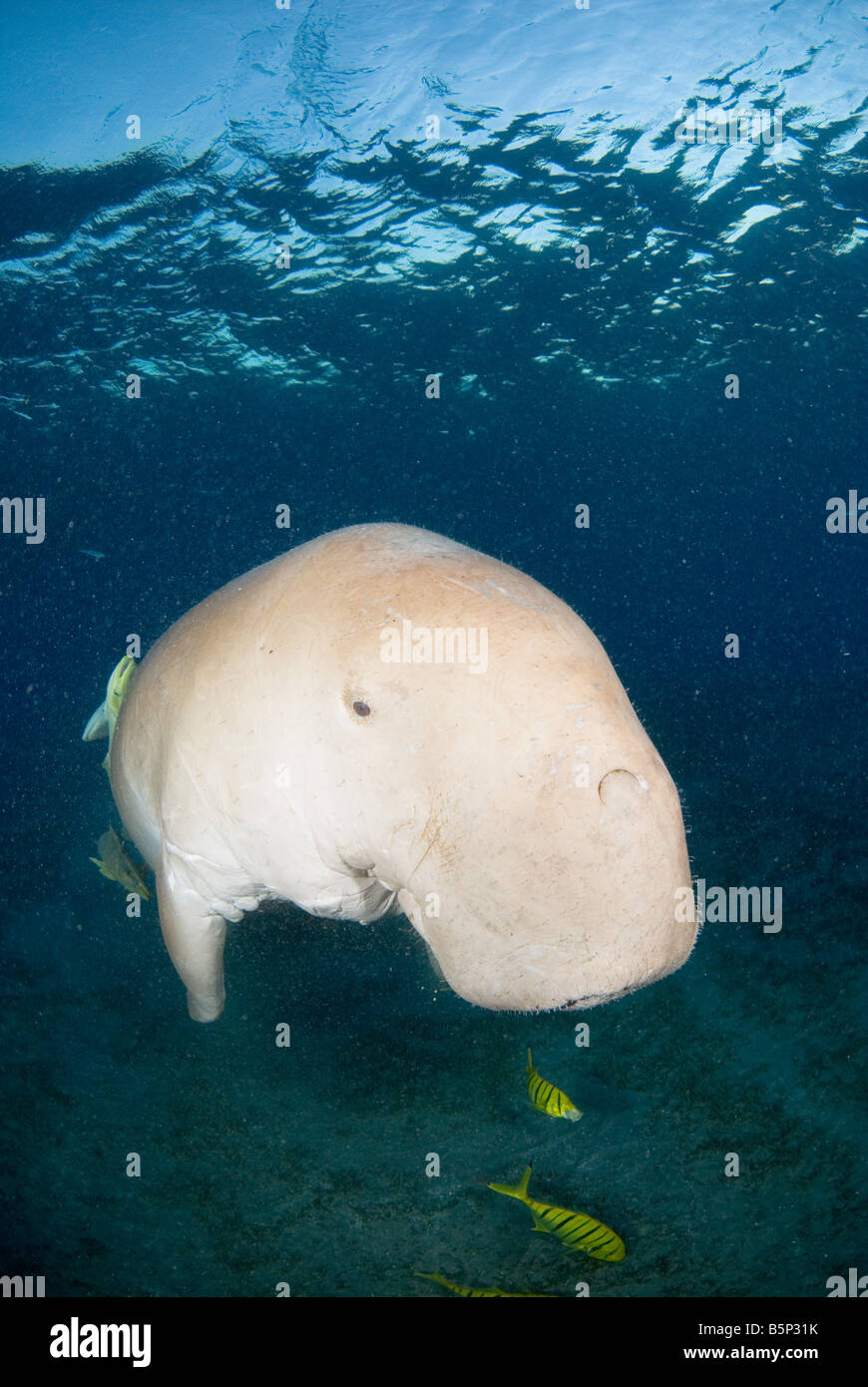 Indian dugong hi-res stock photography and images - Alamy