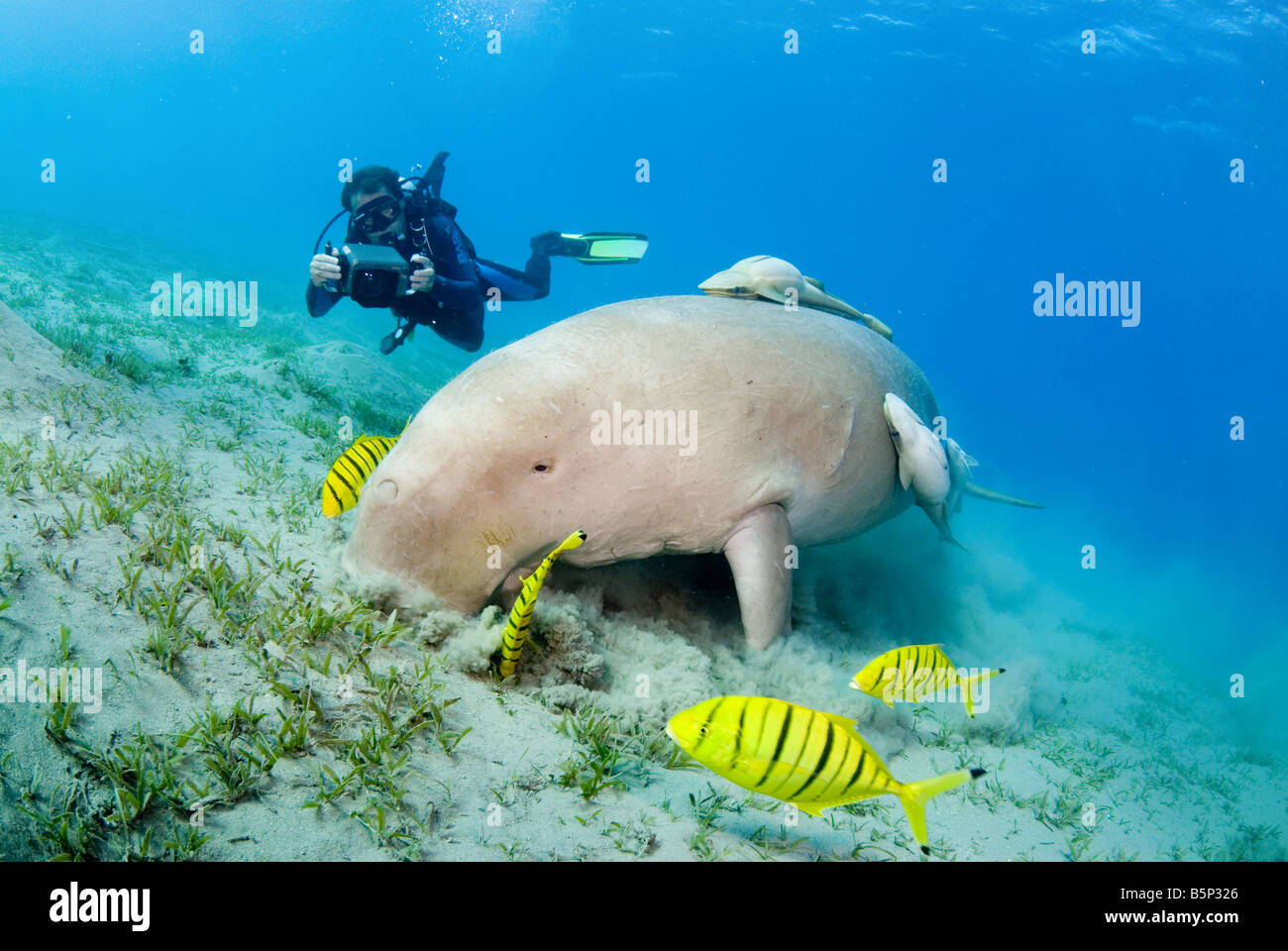 Dugong Sea Cow feeding on the sea grass Gnathanodon Speciosus Egypt Red ...