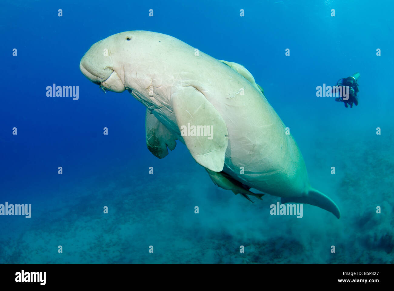 Dugong swimming hi-res stock photography and images - Alamy