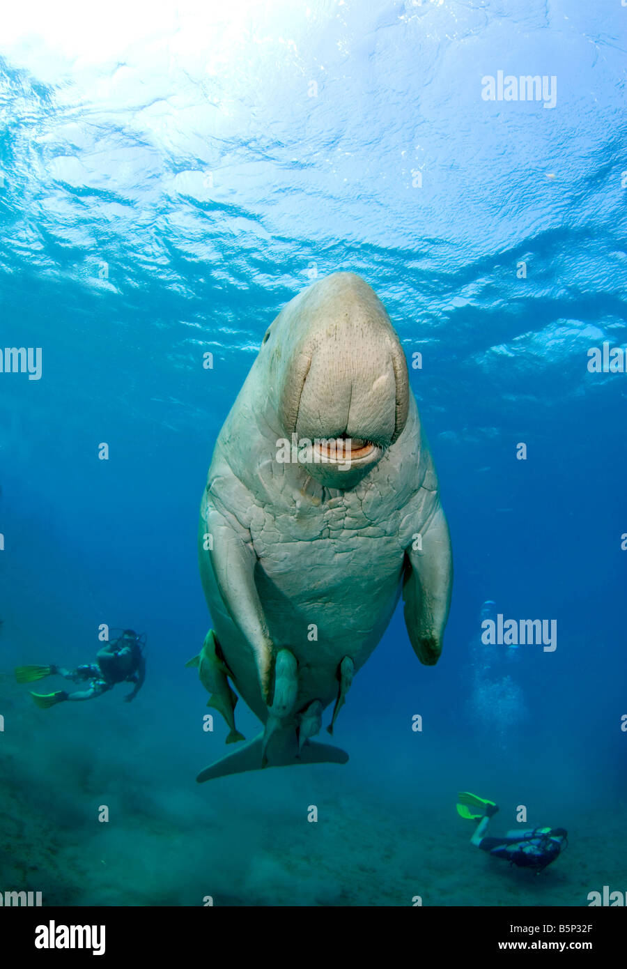 Dugong sea cow swimming up hi-res stock photography and images - Alamy