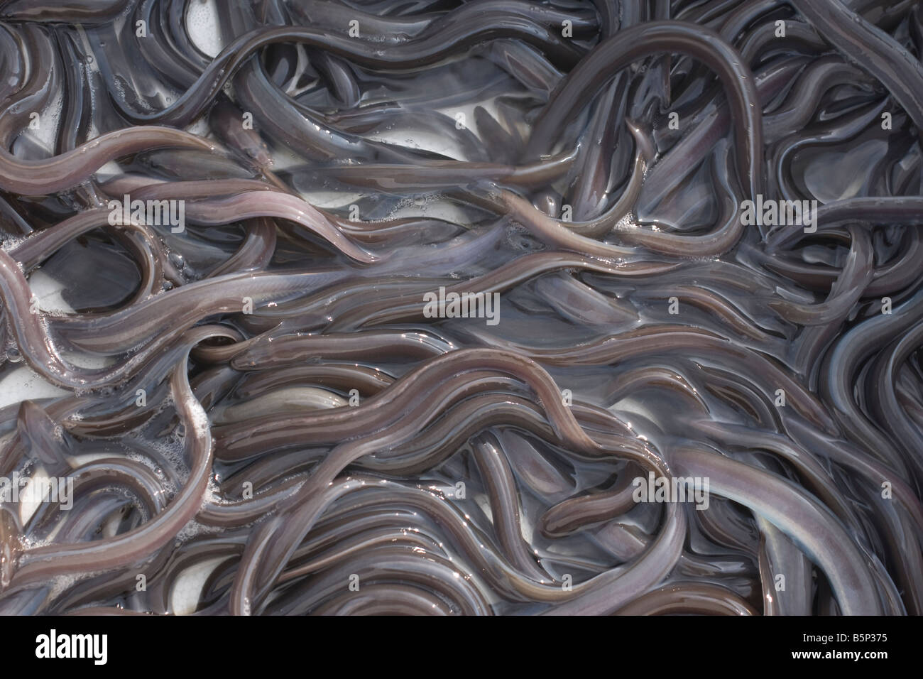 Fish fingerling hi-res stock photography and images - Alamy