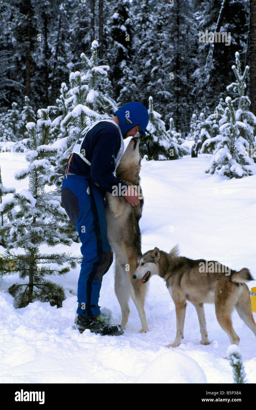 Man with Sled Dogs at the International Sled Dog Race near Falkland in ...
