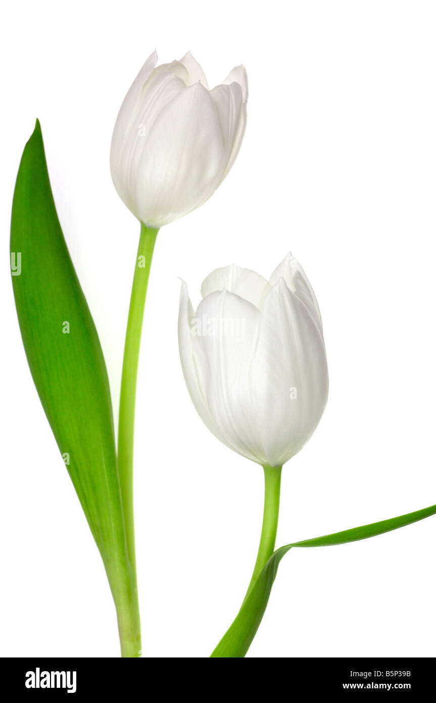 Two blooms tulips hi-res stock photography and images - Alamy