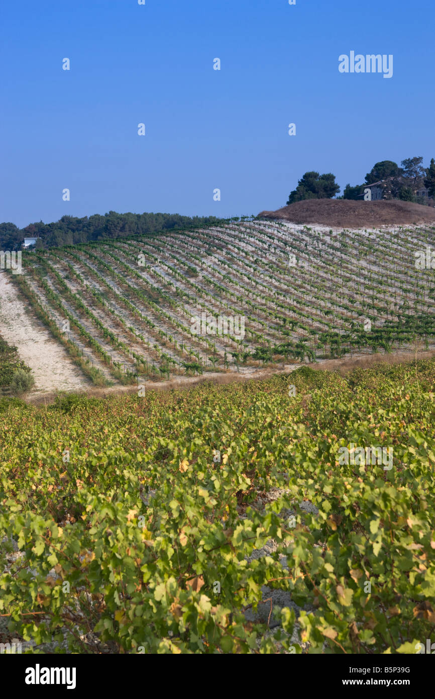 VINEYARDS DEIR RAFAT MONASTERY SORAQ VALLEY ISRAEL Stock Photo - Alamy