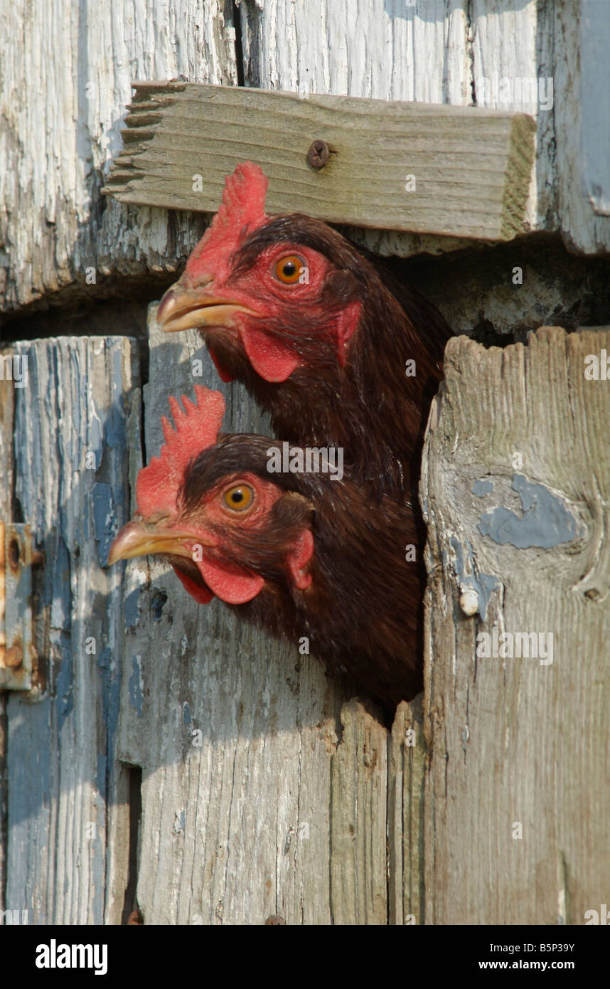 Chicken Heads High Resolution Stock Photography and Images - Alamy