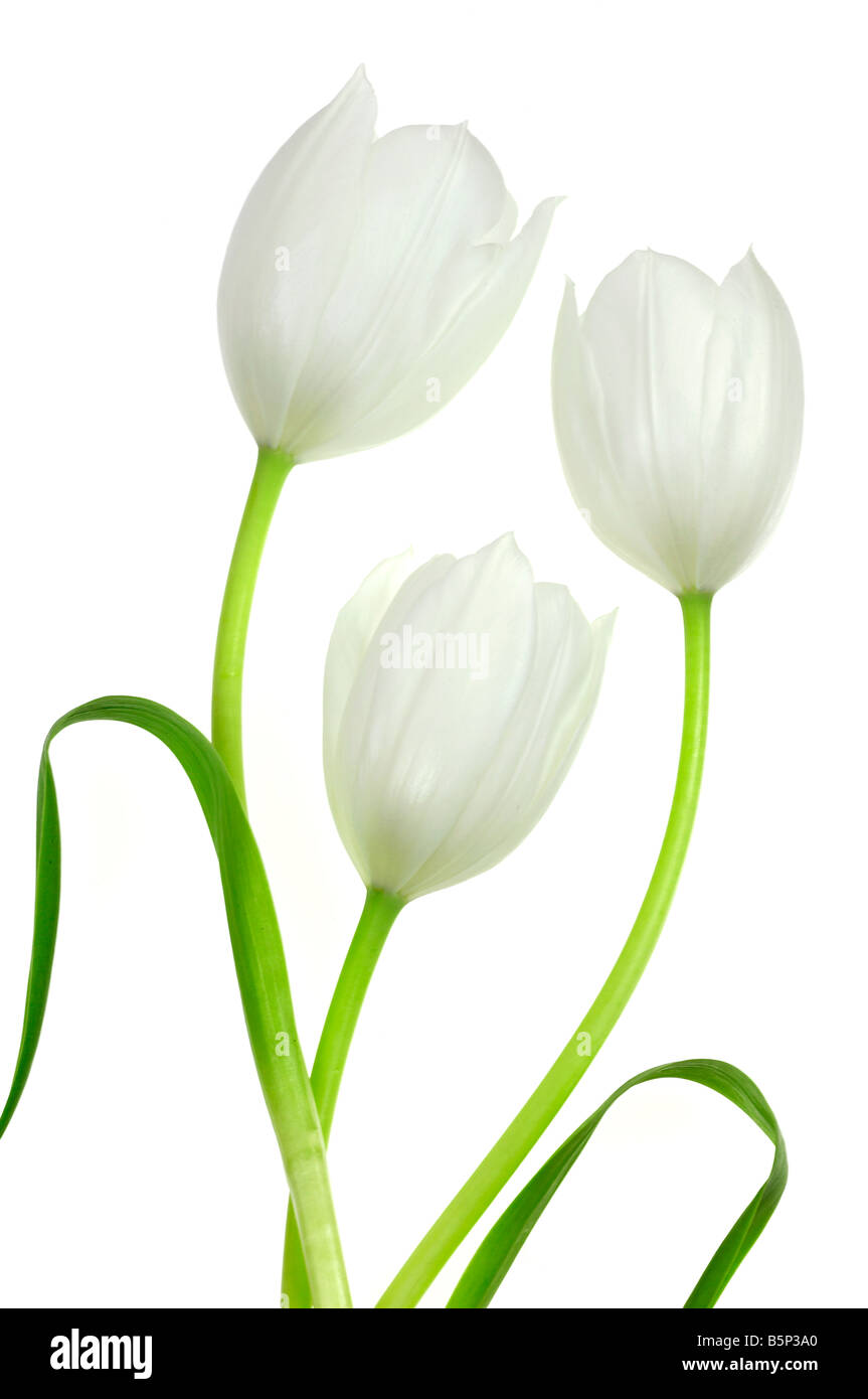 Three White Tulips Flowers Stock Photo - Alamy