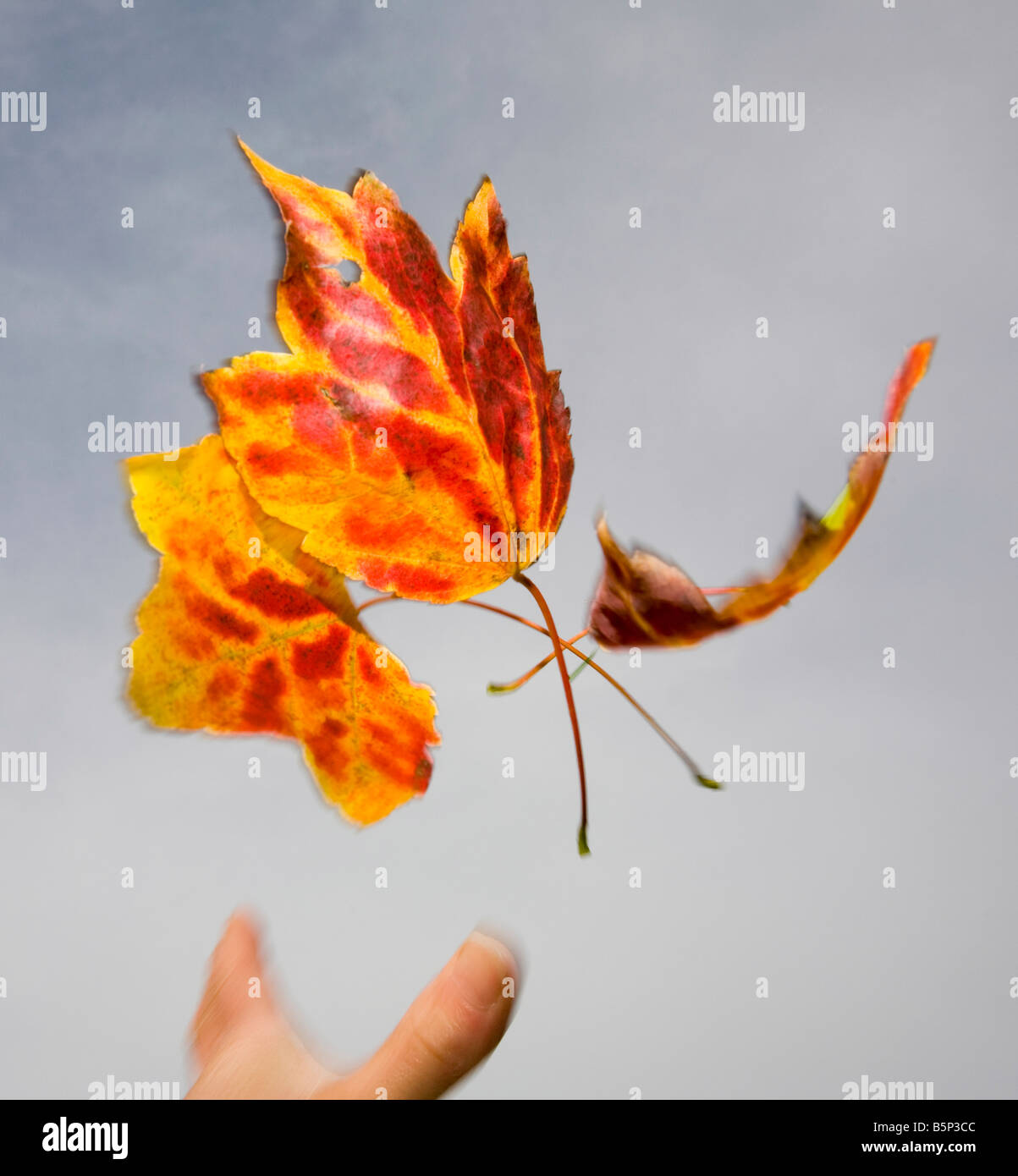 Catching falling leaves hi-res stock photography and images - Alamy