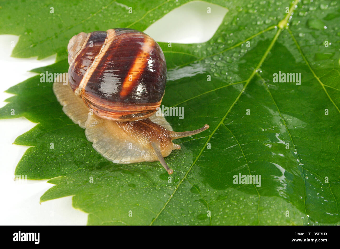 Grape snail in nature close hi-res stock photography and images - Alamy