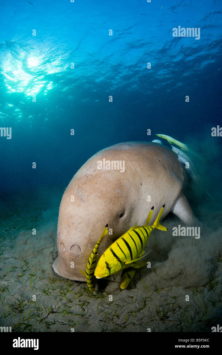 Dugong Sea Cow feeding on the sea grass Gnathanodon Speciosus Egypt Red ...