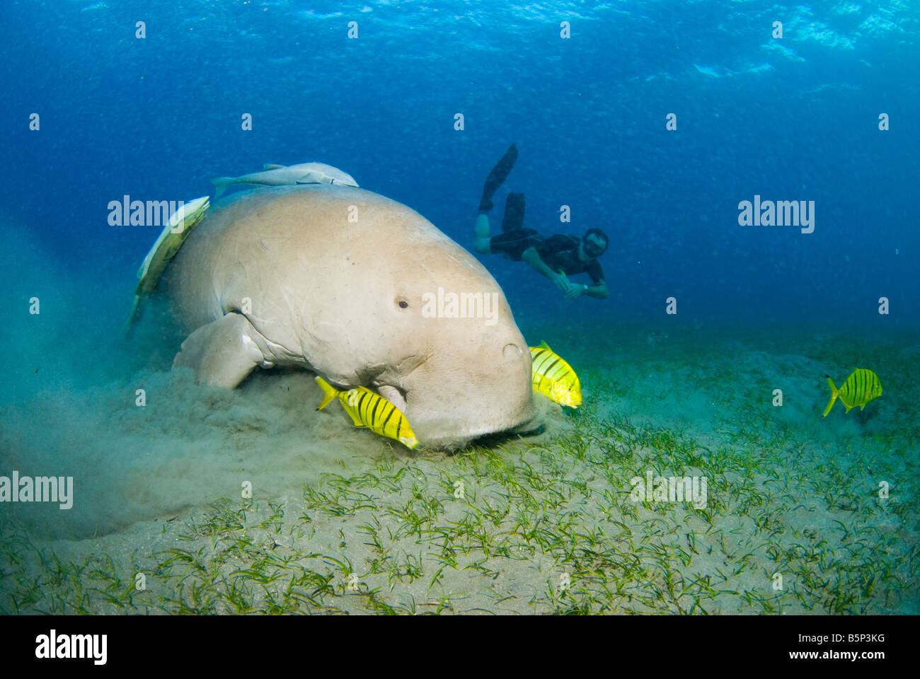 Dugong Sea Cow feeding on the shallow sea grass field Gnathanodon ...
