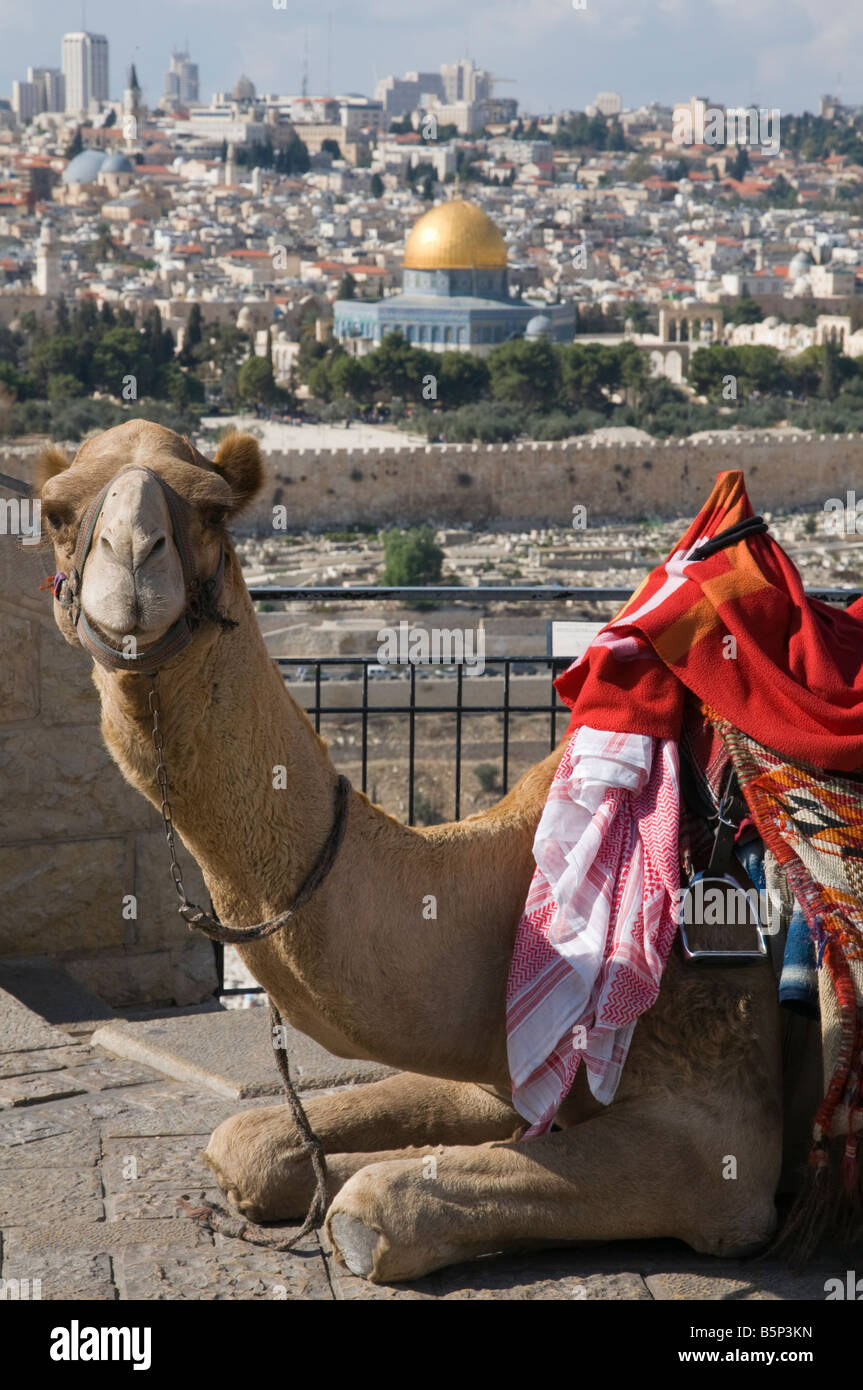 Israel jerusalem mount olives camel hi-res stock photography and images ...