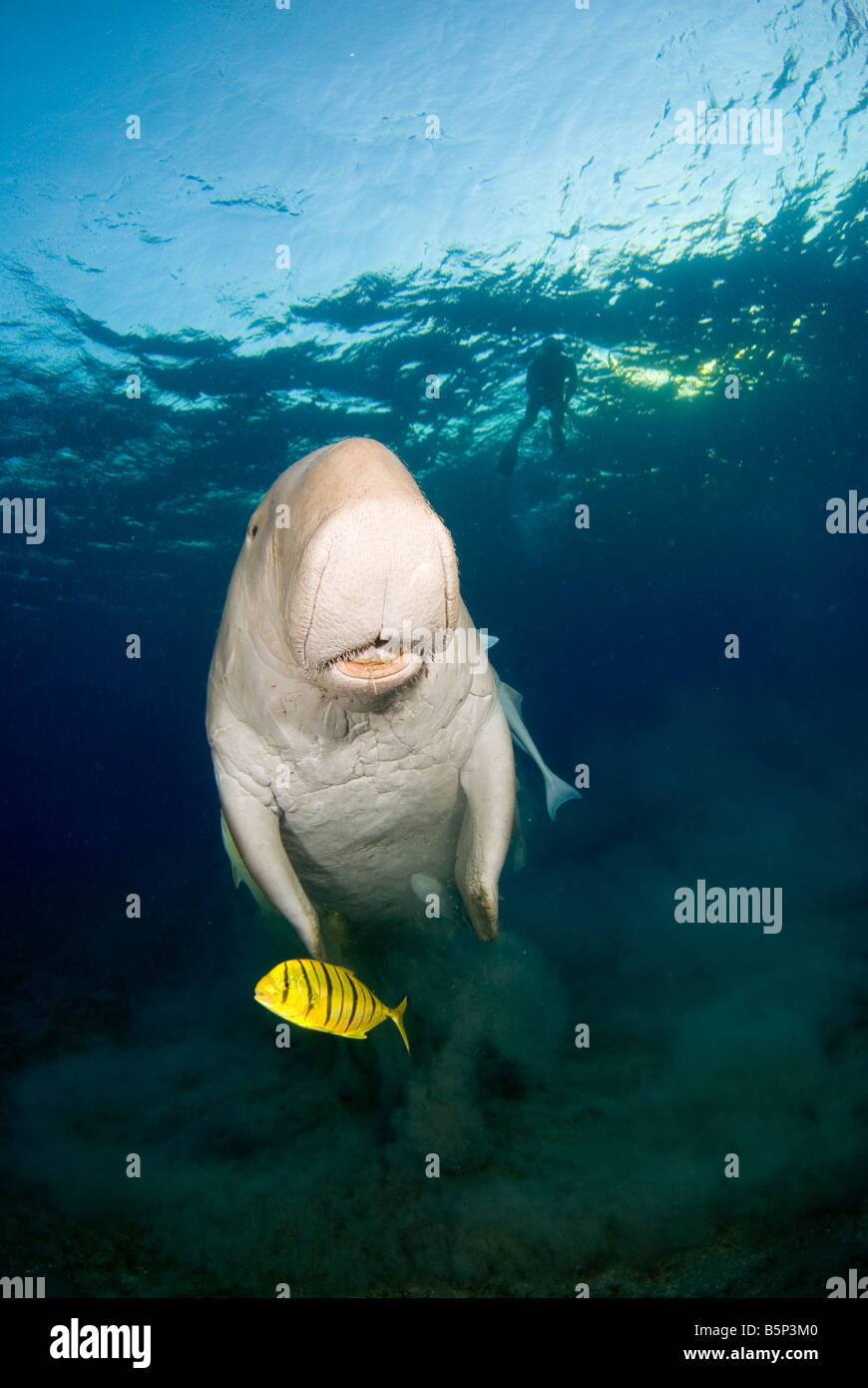 Dugong sea cow swimming up hi-res stock photography and images - Alamy