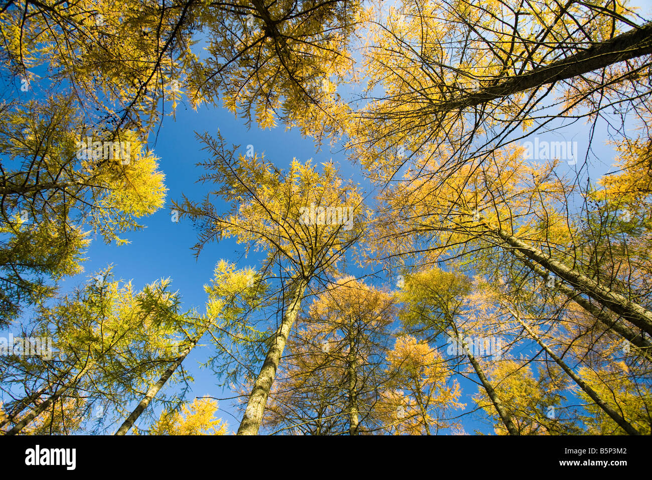 Canopy larch hi-res stock photography and images - Alamy