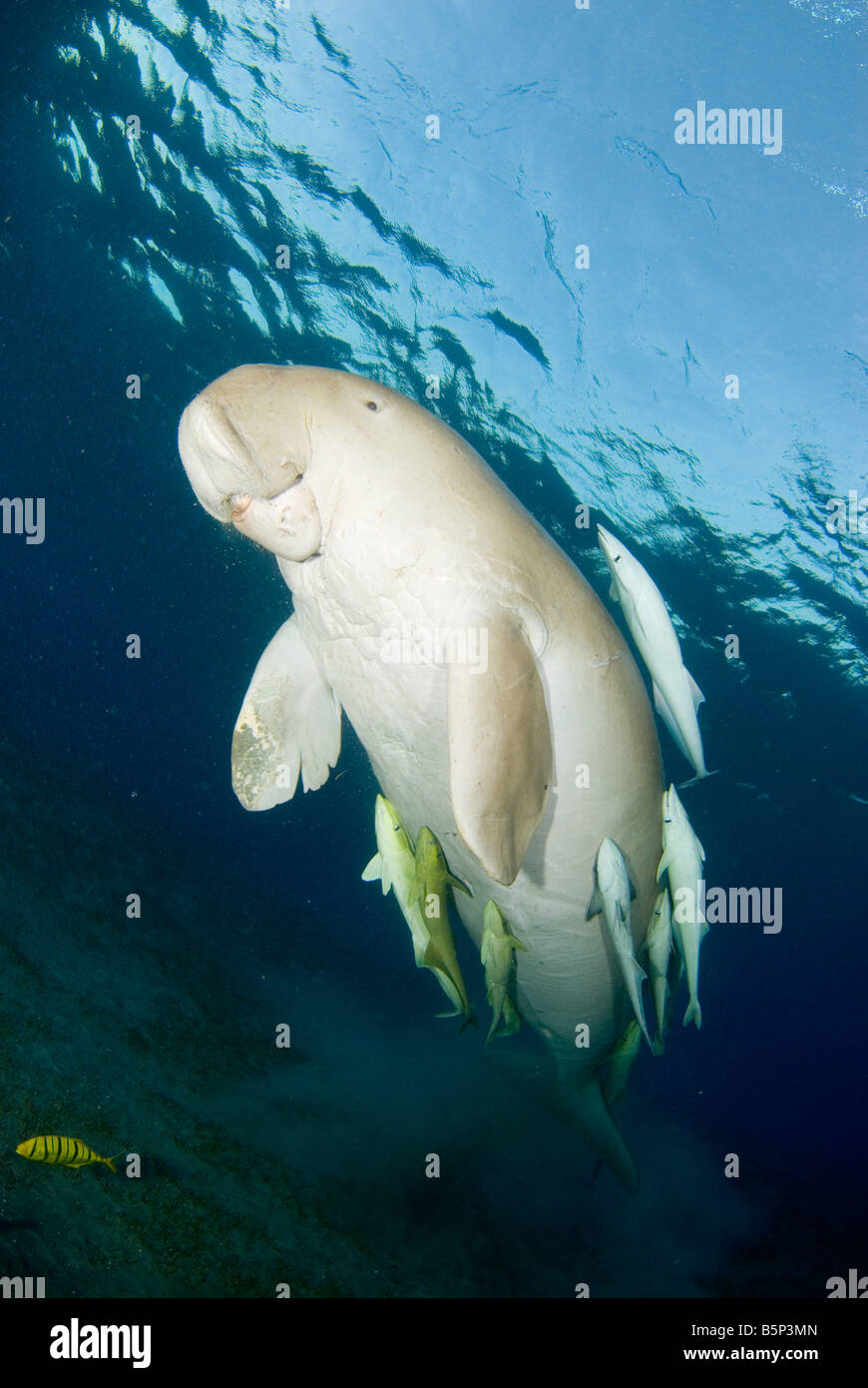 Dugong Sea Cow Dugong Dugong High Resolution Stock Photography and ...