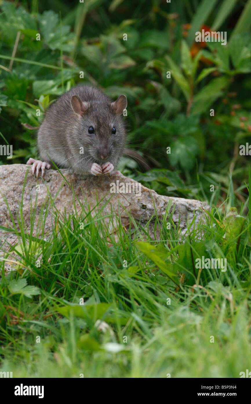 BROWN RAT Rattus norvegicus EATING FOOD FRONT VIEW Stock Photo - Alamy
