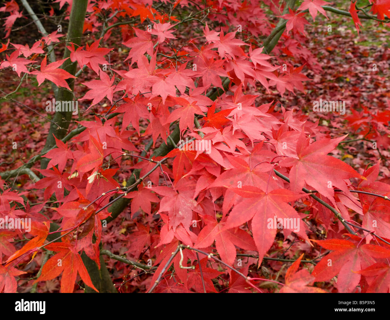 Red Maple Tree Japanese Woodland Bright Coloured leaves Crawley West ...