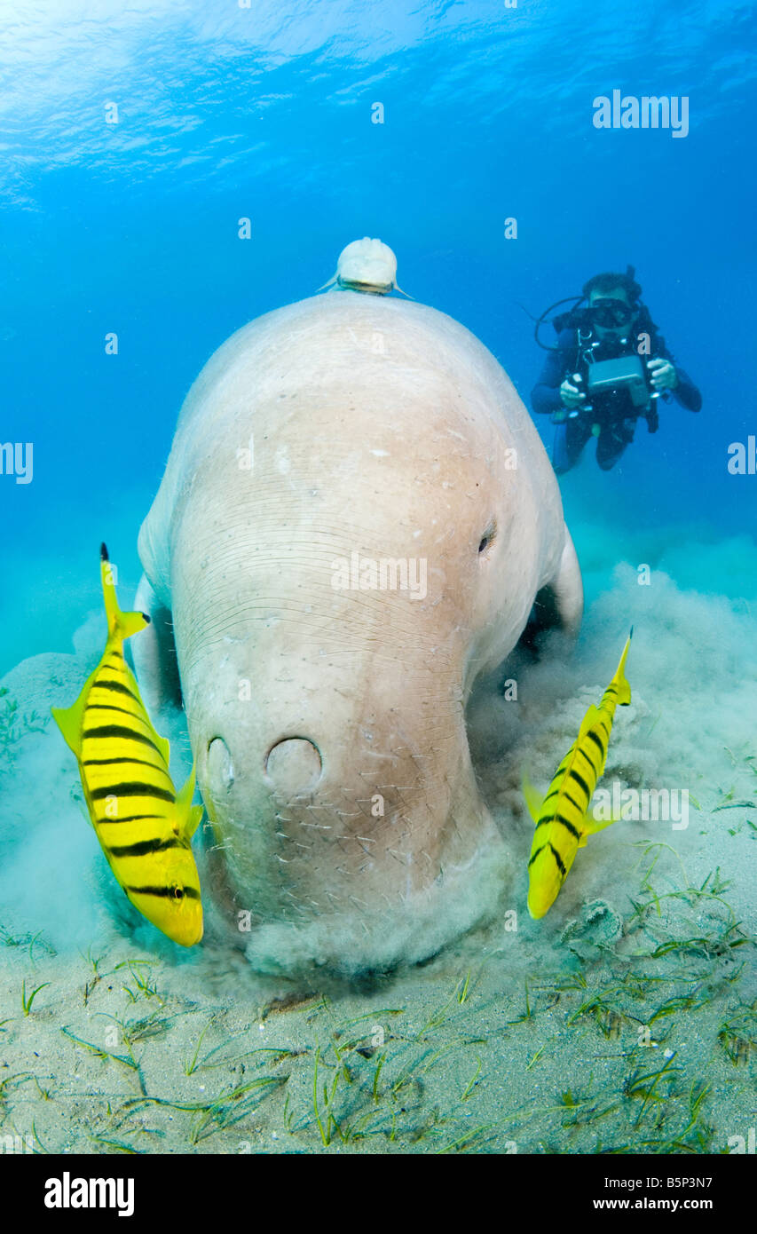 Dugong Sea Cow feeding on the sea grass Gnathanodon Speciosus scuba ...