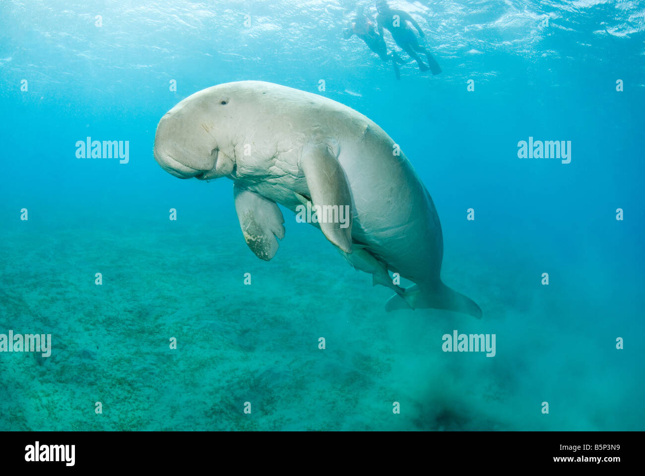 Dugong sea cow Cut Out Stock Images & Pictures - Alamy