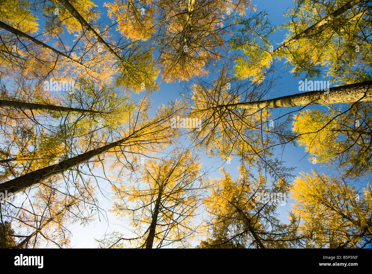 Larch trees tree plantation hi-res stock photography and images - Alamy