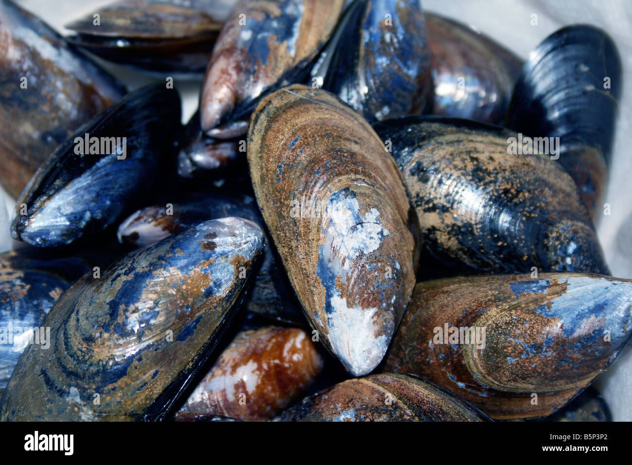 Closeup fresh mussels seafood hi-res stock photography and images - Alamy