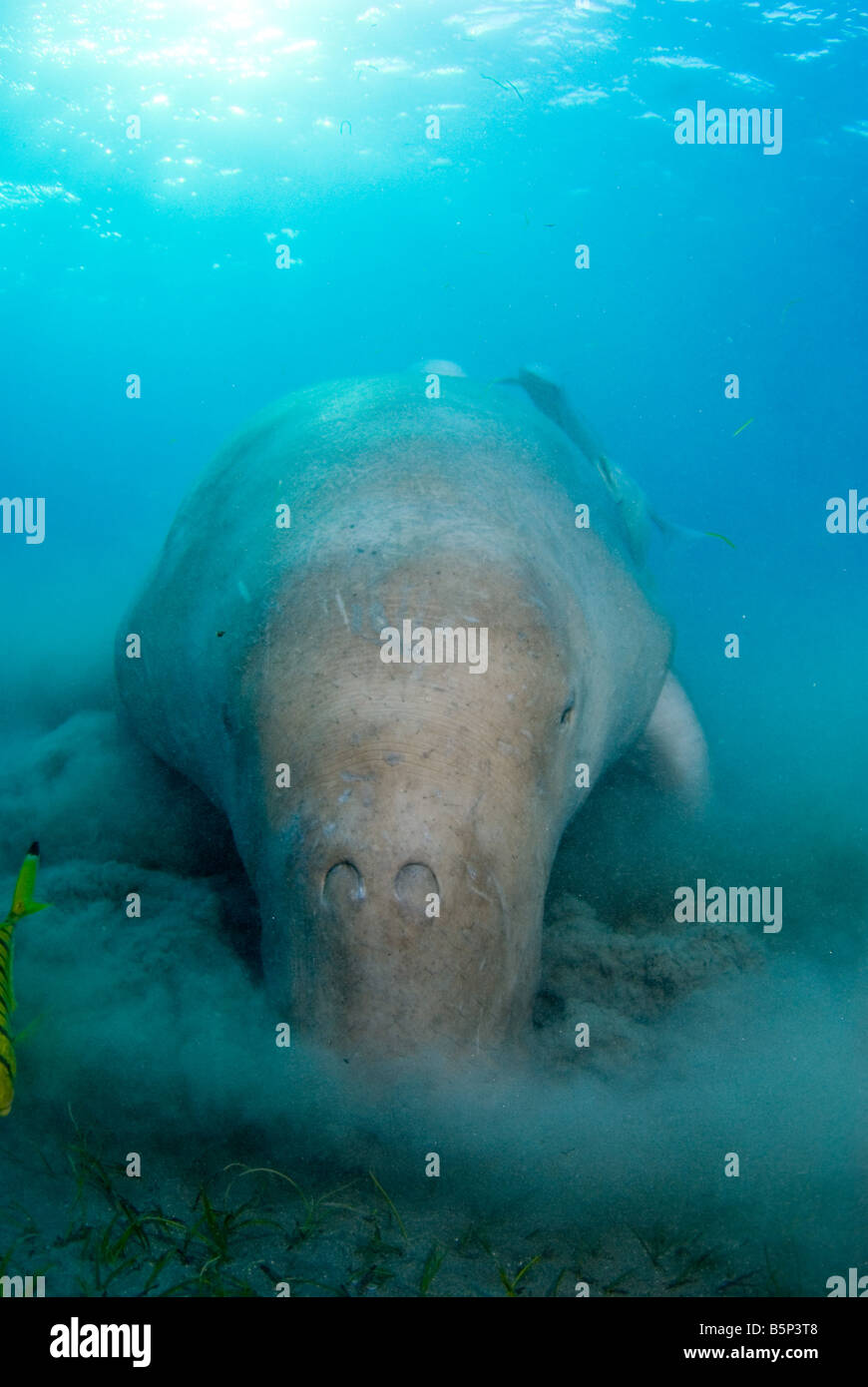 Dugong feeding hi-res stock photography and images - Alamy