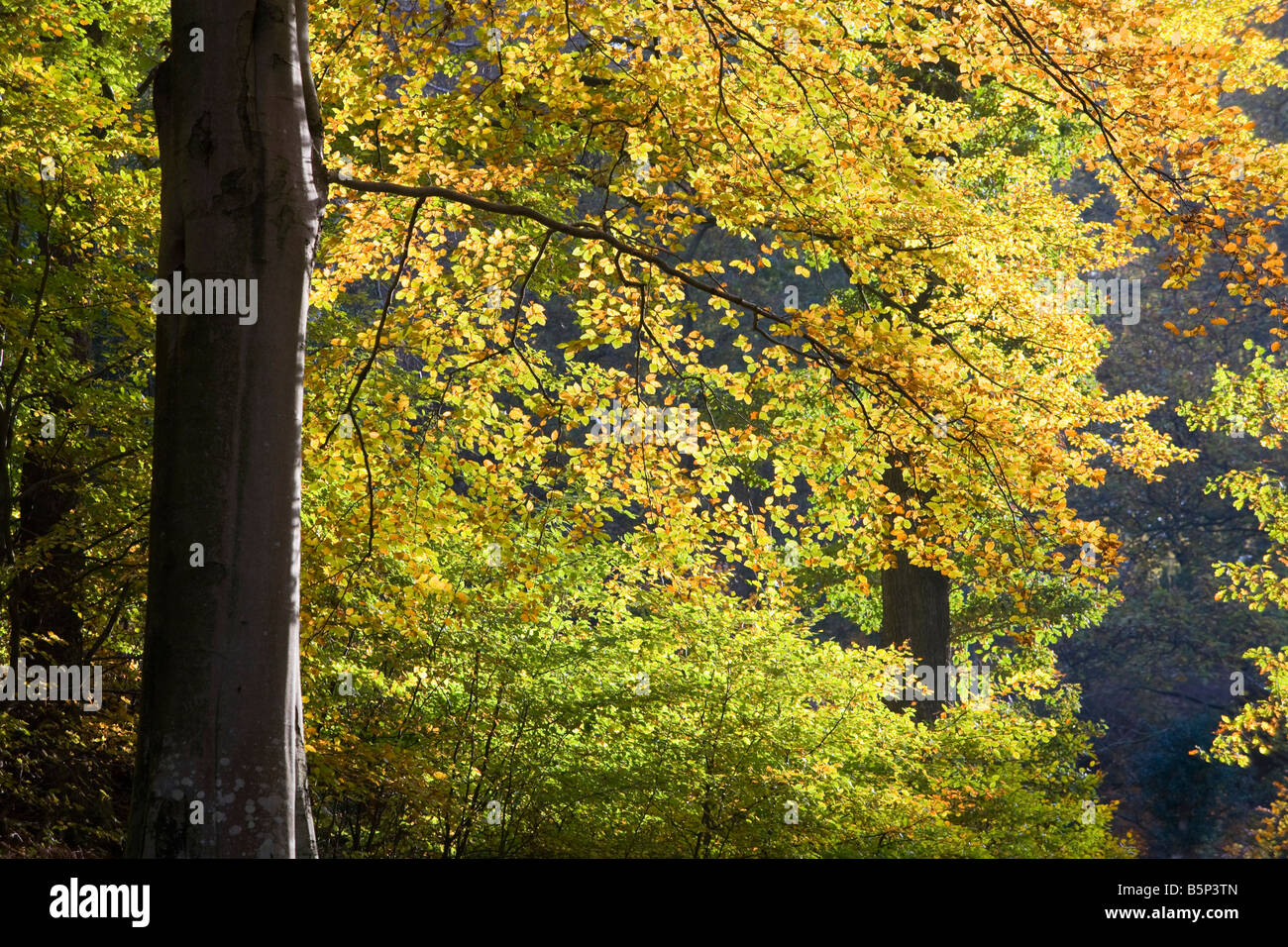 Beech trees in Autumn UK Stock Photo - Alamy