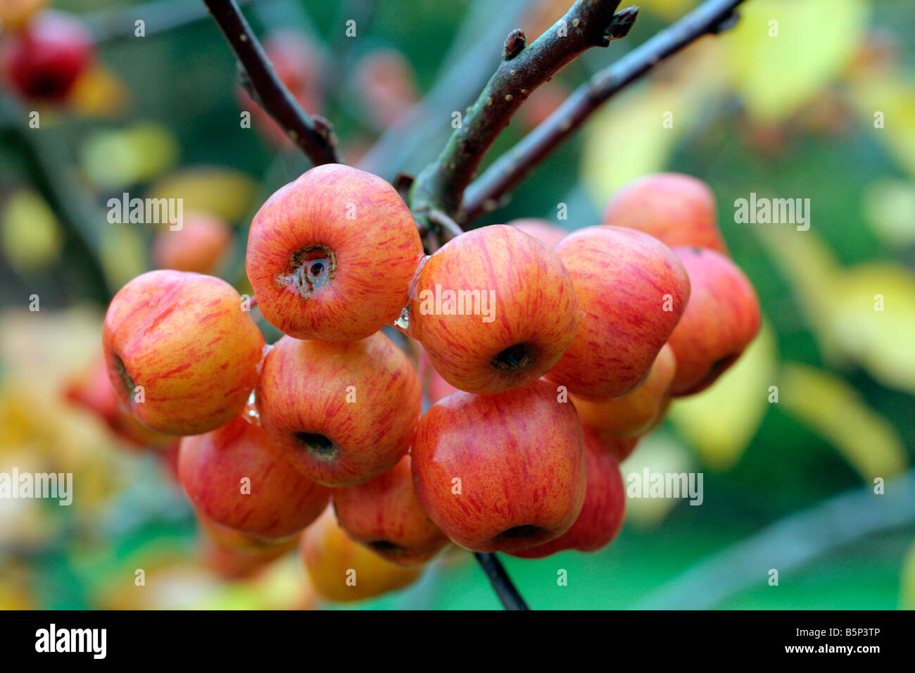 MALUS EVERESTE AGM Stock Photo - Alamy