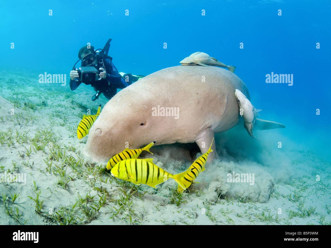 Dugong Sea Cow feeding on the sea grass Gnathanodon Speciosus Egypt Red ...