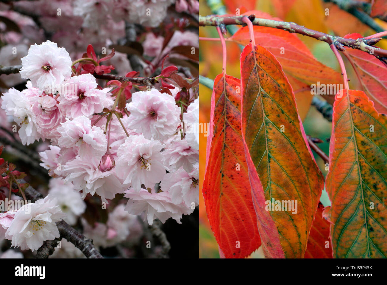 Prunus shirofugen hi-res stock photography and images - Alamy