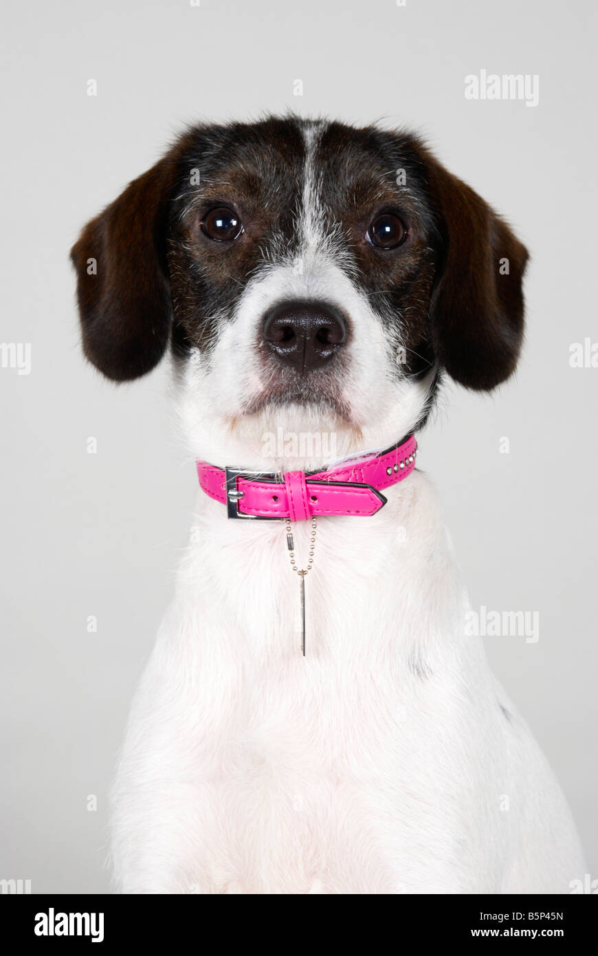 jack russell terrier type dog with pink collar, UK Stock Photo - Alamy