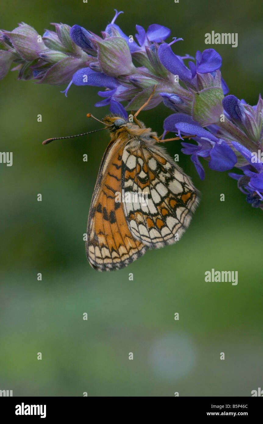 Lesser spotted fritillary hi-res stock photography and images - Alamy