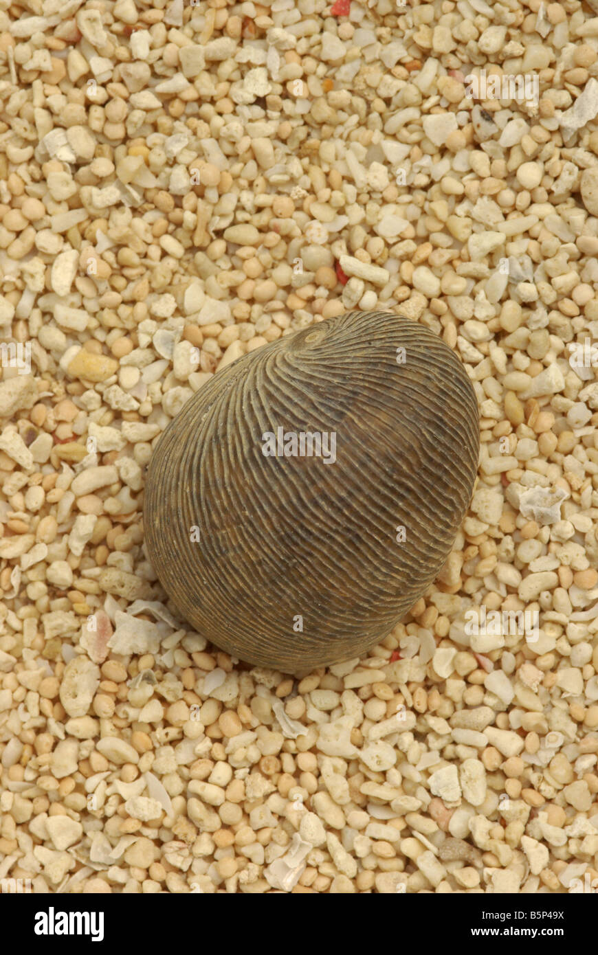 Nerita shells hi-res stock photography and images - Alamy