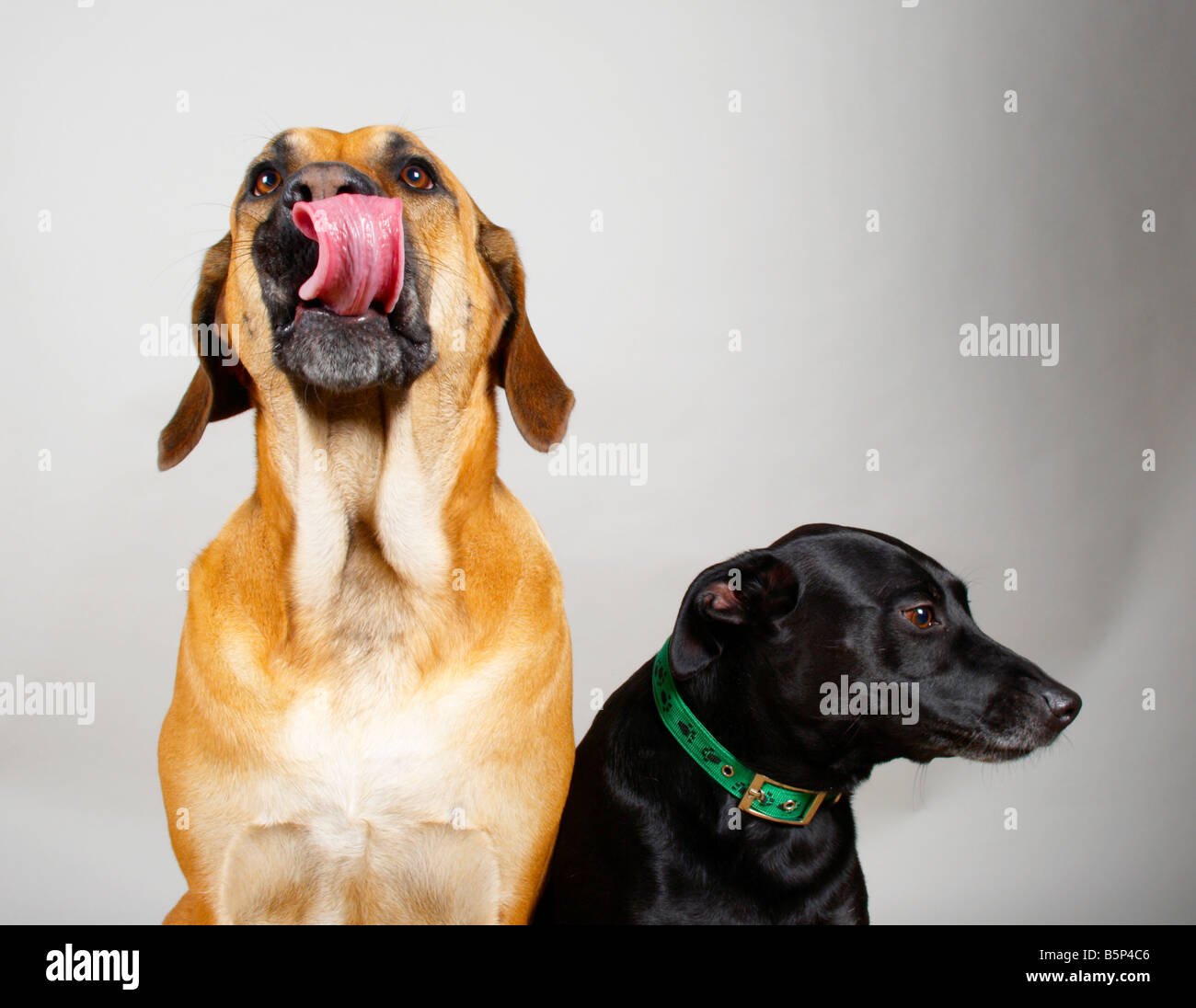 Black rhodesian ridgeback hi-res stock photography and images - Alamy