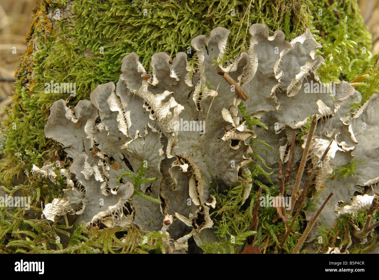 Peltigera canina, a common British lichen Stock Photo - Alamy