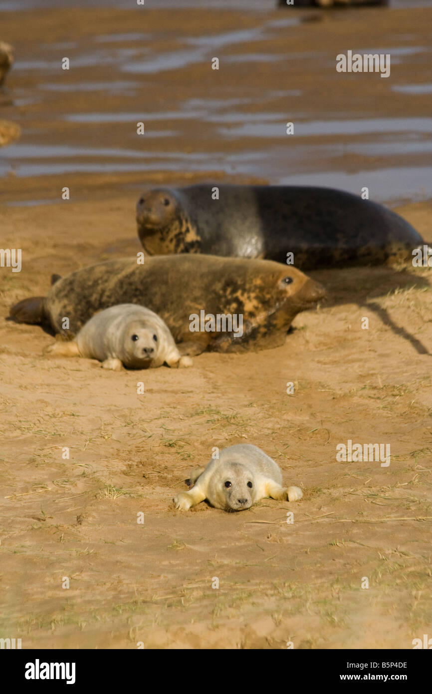 Group of seals with pups on beach Stock Photo - Alamy