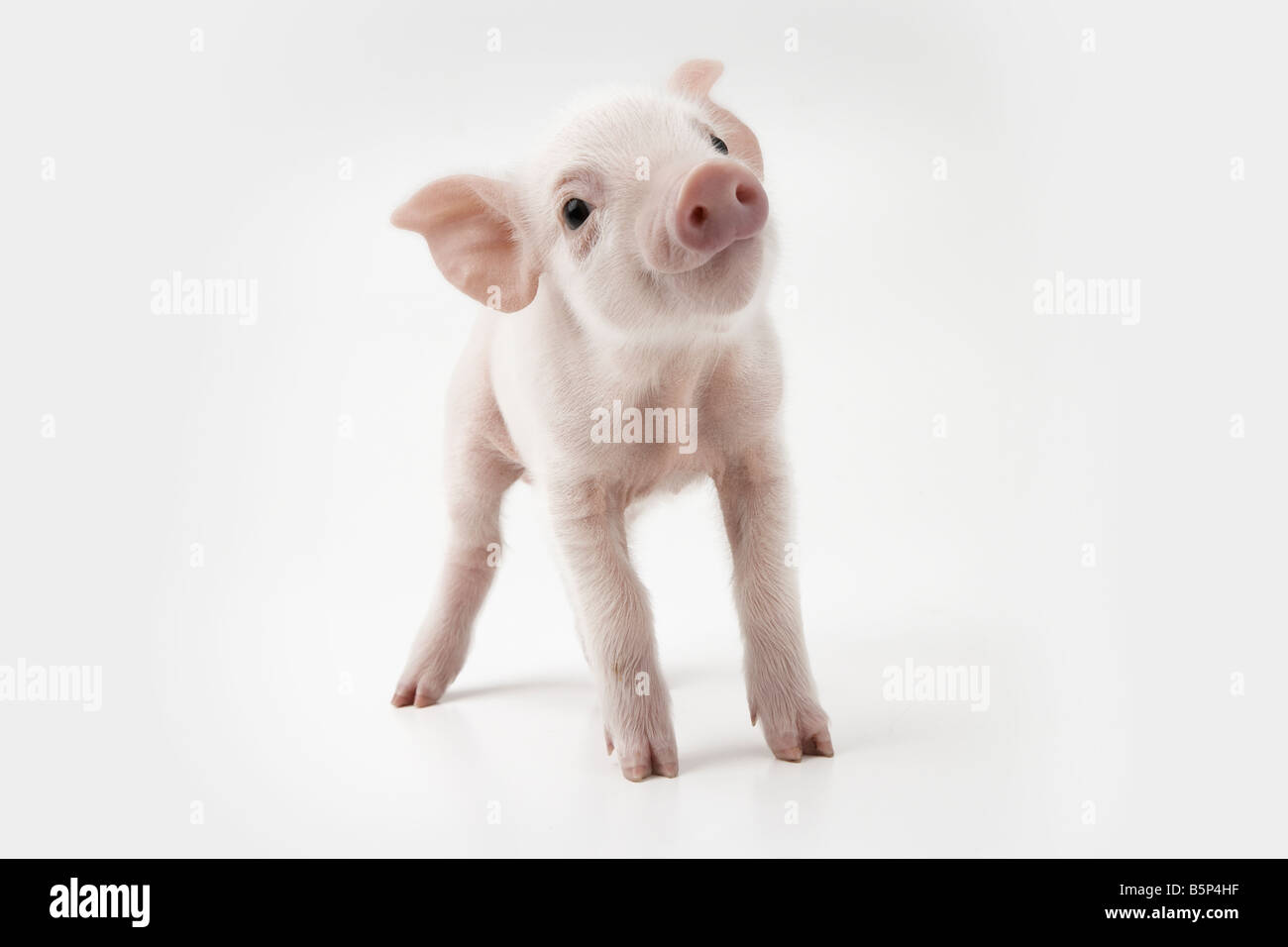 Piglet hi-res stock photography and images - Alamy