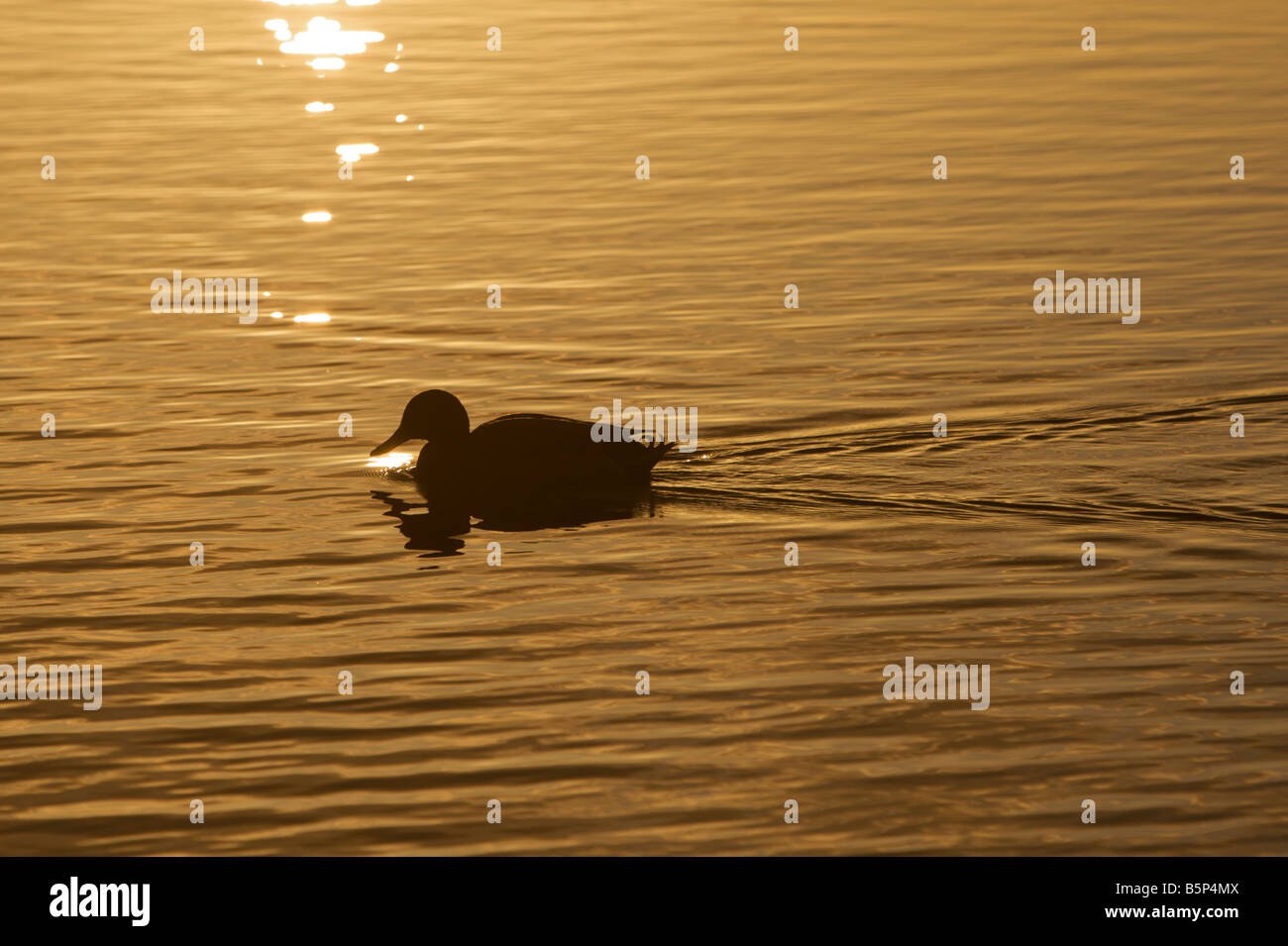 Mallard on sunset reflection Stock Photo - Alamy