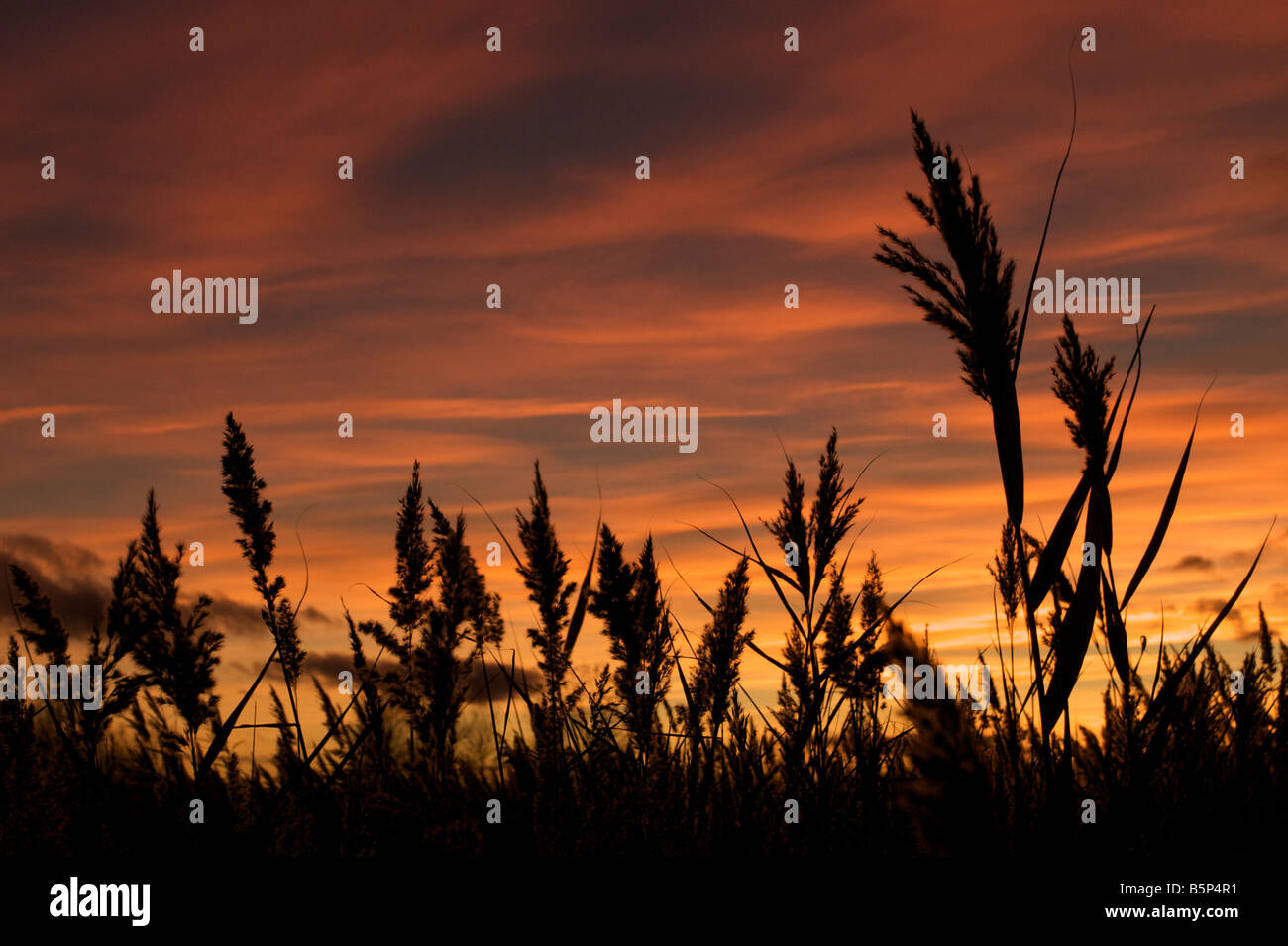 Common Reed against sunset Stock Photo - Alamy