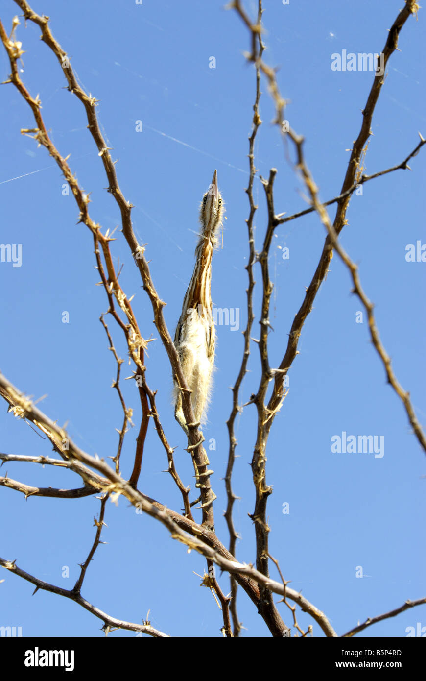 YELLOW BITTERN CHICK IN KUNDAKULAM BIRD SANCTUARY TAMILNADU Stock Photo ...