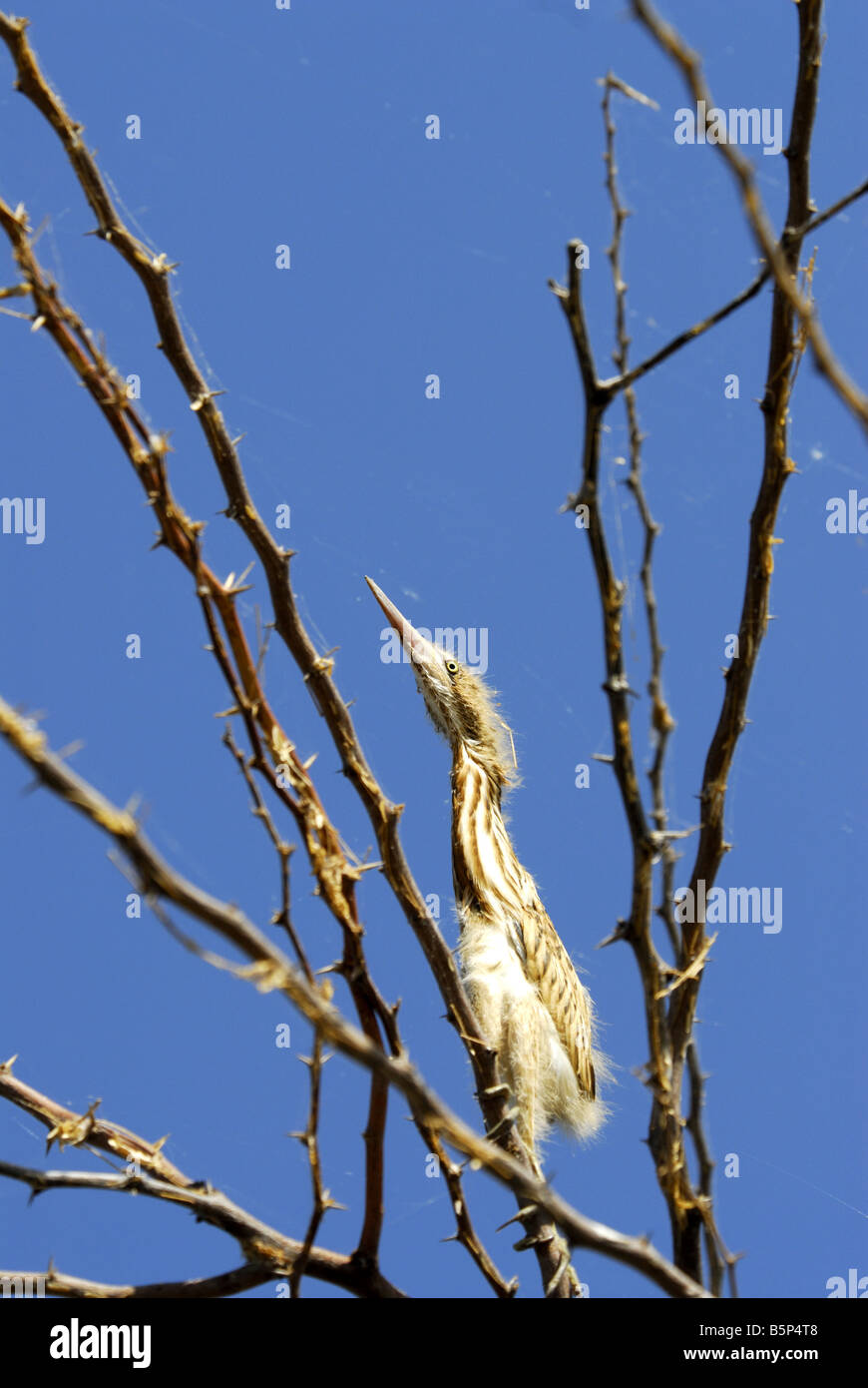 Yellow bittern ixobrychus sinensis hi-res stock photography and images ...