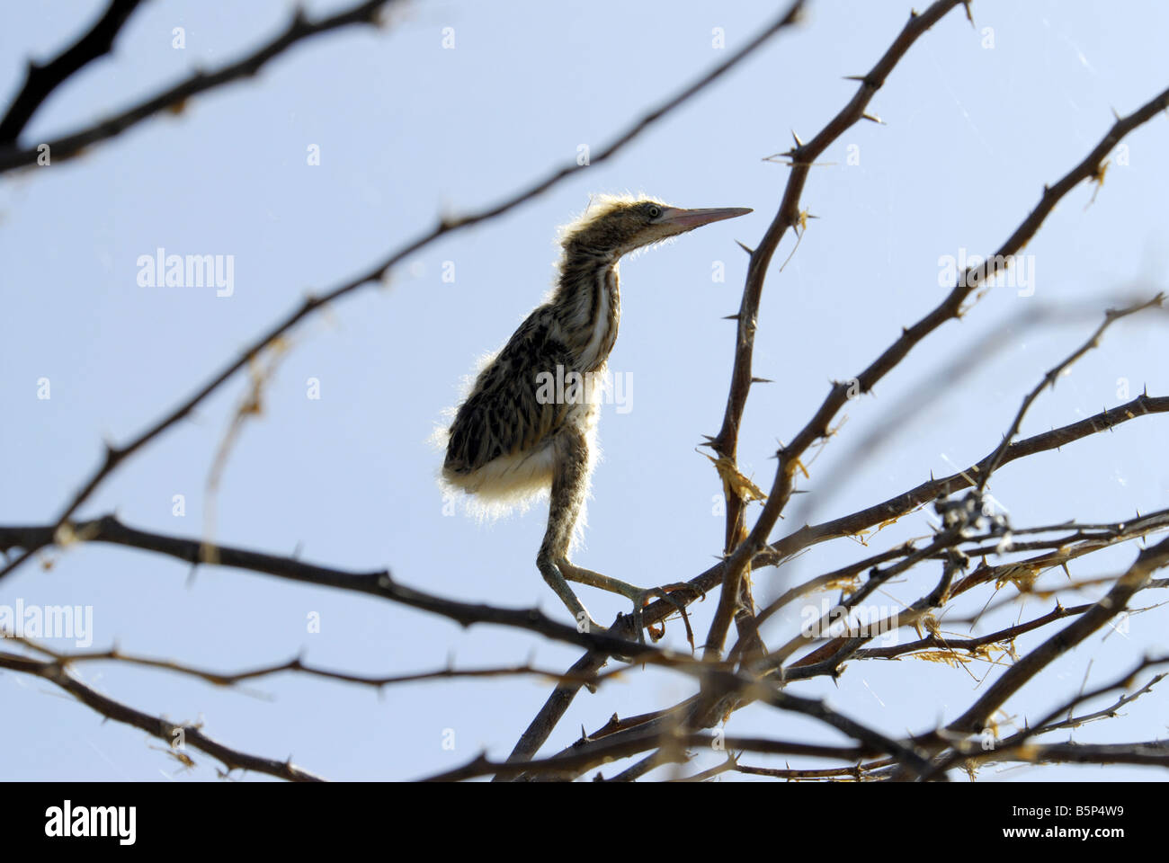 YELLOW BITTERN CHICK IN KUNDAKULAM BIRD SANCTUARY TAMILNADU Stock Photo ...