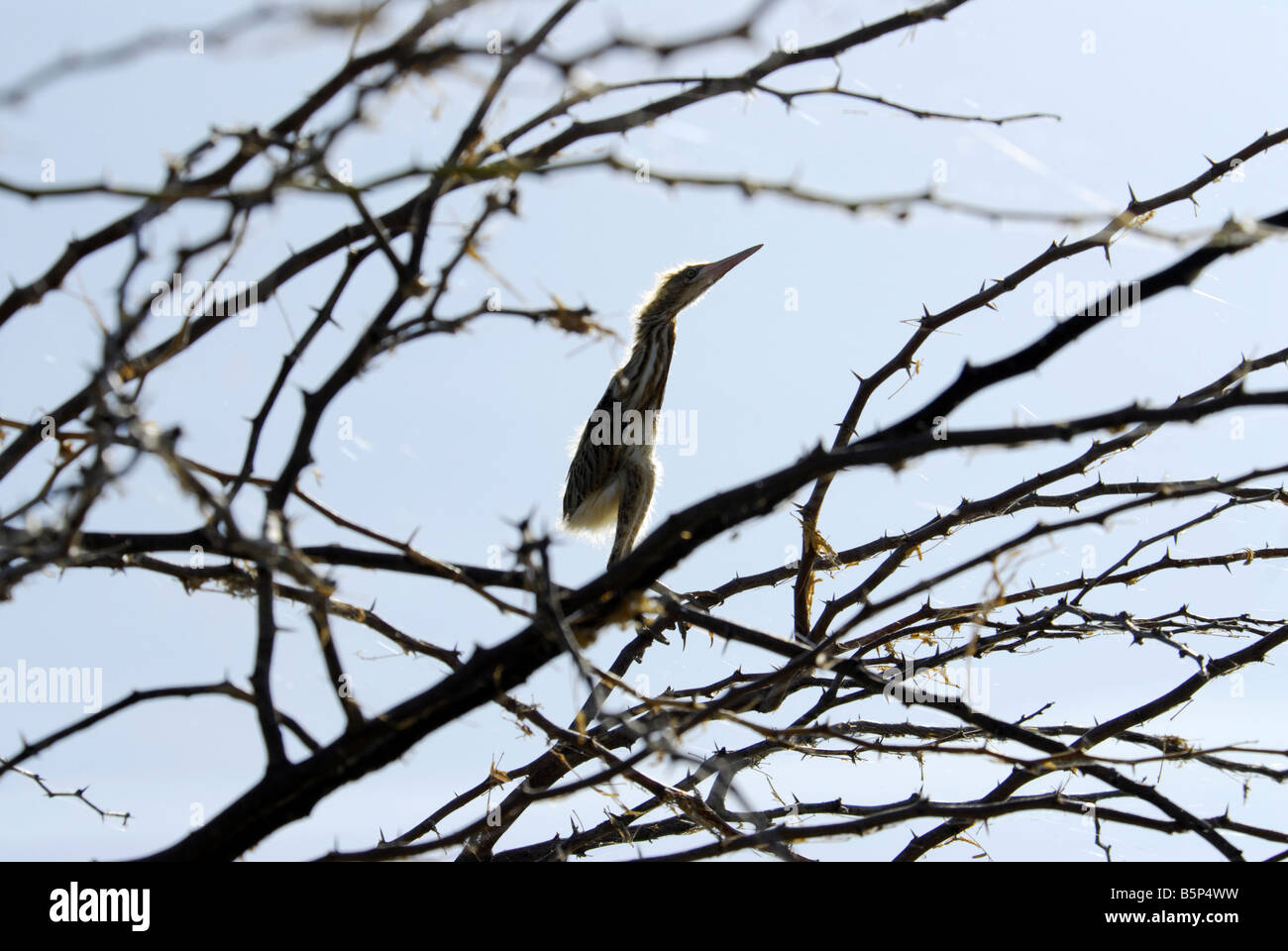 YELLOW BITTERN CHICK IN KUNDAKULAM BIRD SANCTUARY TAMILNADU Stock Photo ...