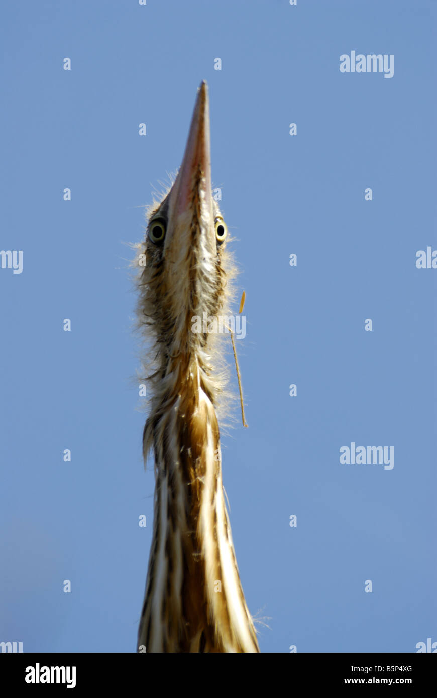 Yellow bittern chick hi-res stock photography and images - Alamy