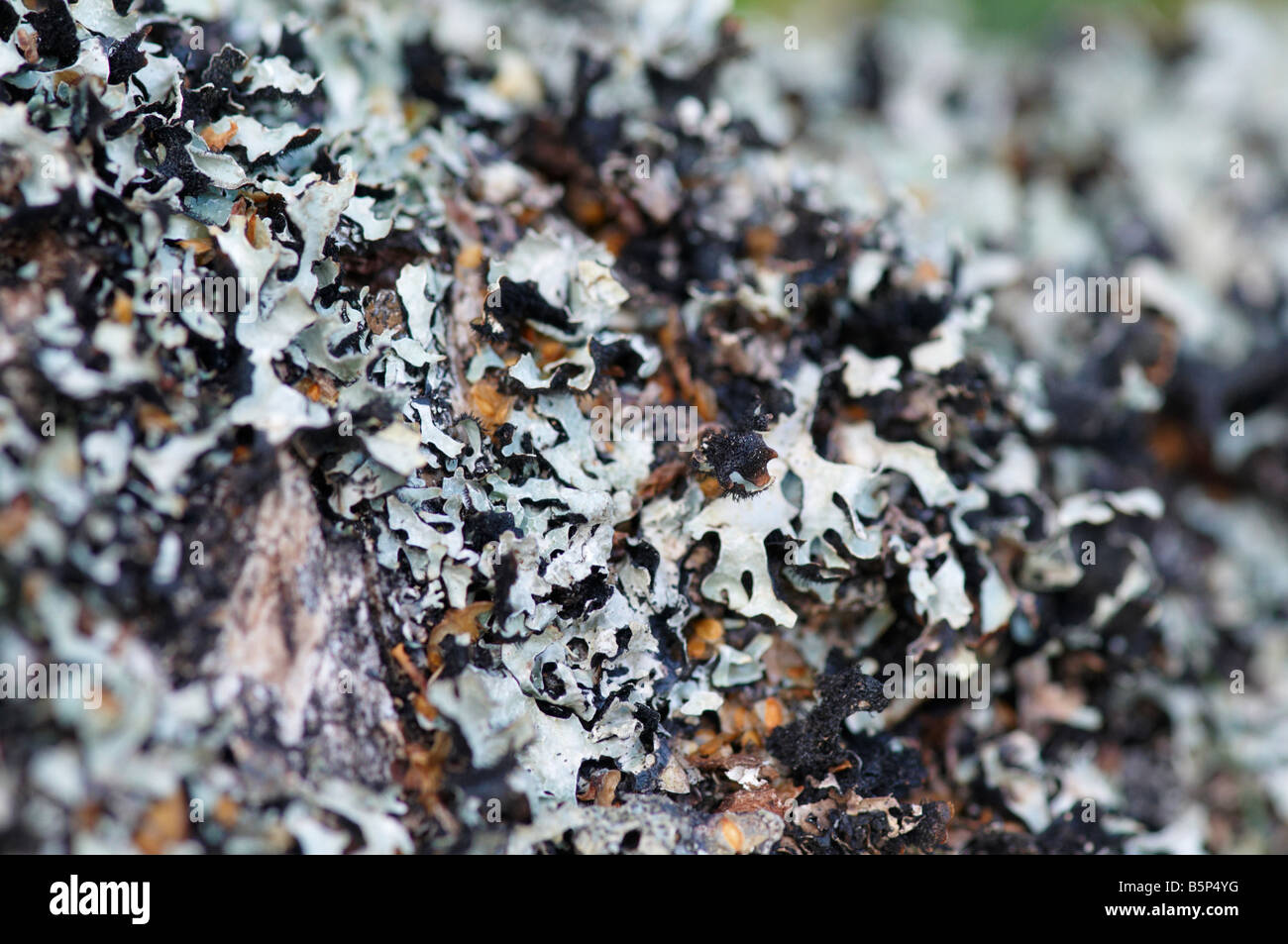 Lichen on log Macro photograph of log Scotland UK Stock Photo - Alamy
