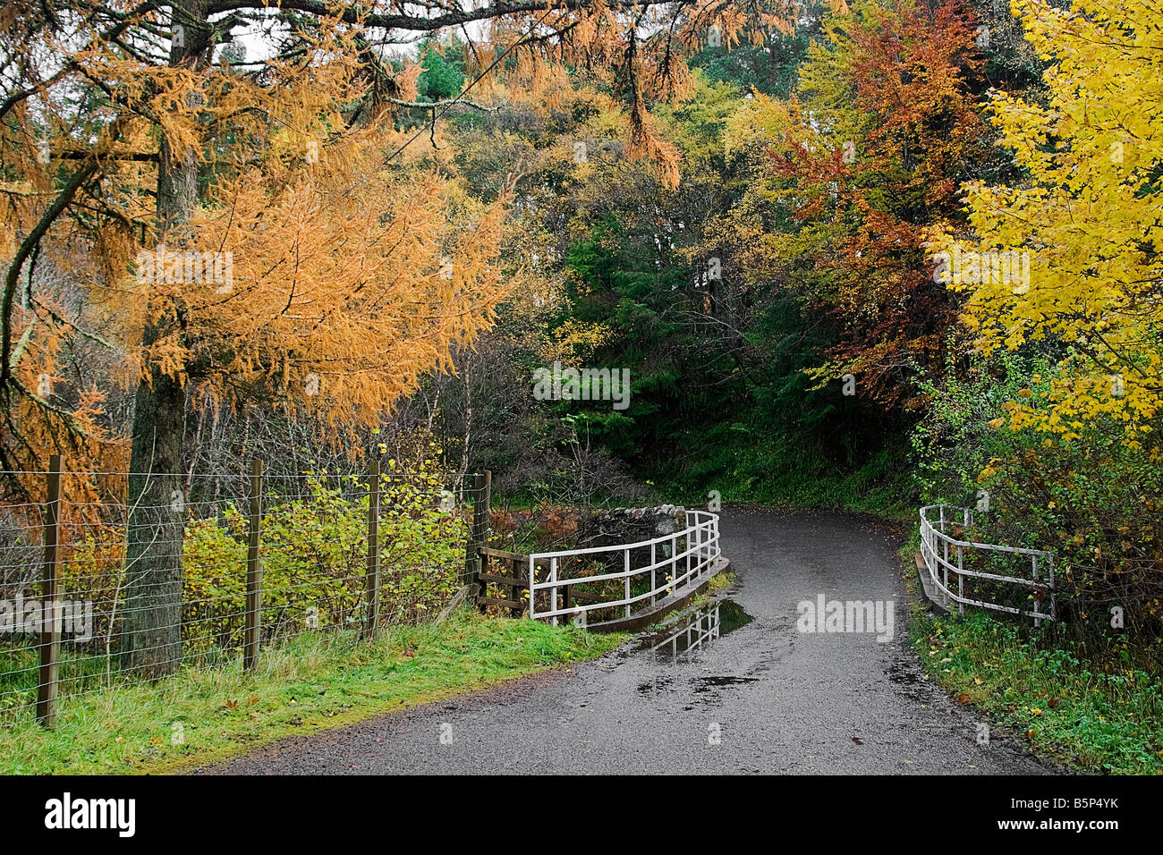 Longformacus hi-res stock photography and images - Alamy